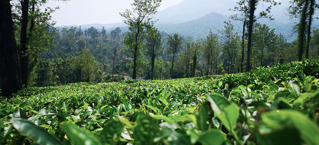 Kangra Tea: The Antioxidant Powerhouse | Health Benefits Unveiled ...